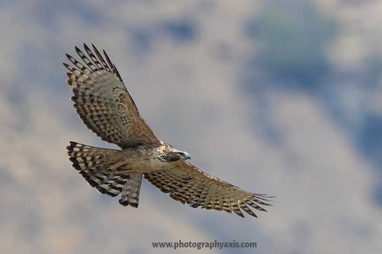 When to Use Fast Shutter Speed & How to Set It? - PhotographyAxis