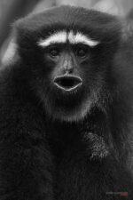 Framing in Photography- What, How & Why + TIPS - PhotographyAxis