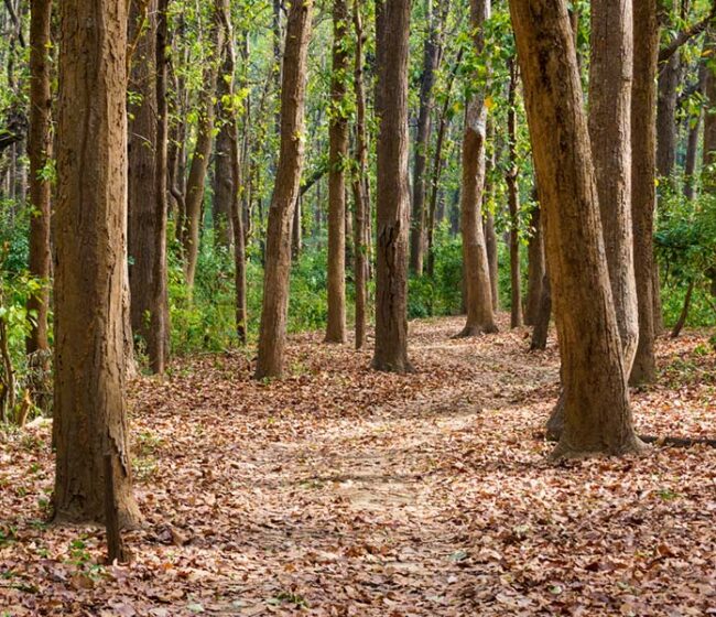 Forest Photography – The Complete Guide - PhotographyAxis