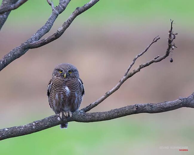 14 Best Bird Poses To Capture For Bird Photography - PhotographyAxis