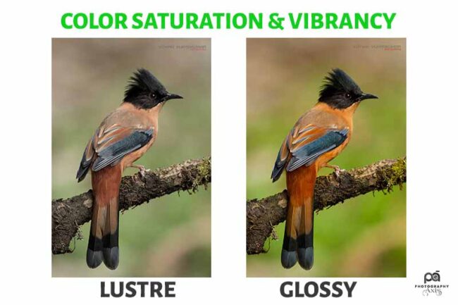 Lustre Vs Glossy- Which is Best for Photo Prints? - PhotographyAxis