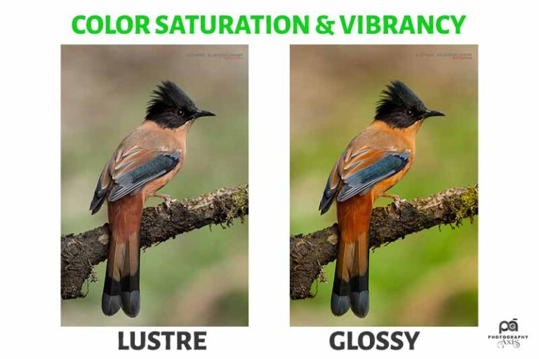 Lustre Vs Glossy- Which is Best for Photo Prints? - PhotographyAxis