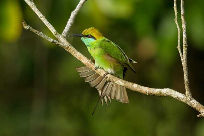 33 Best Bird Photography Tips for Stunning Bird Shots - PhotographyAxis