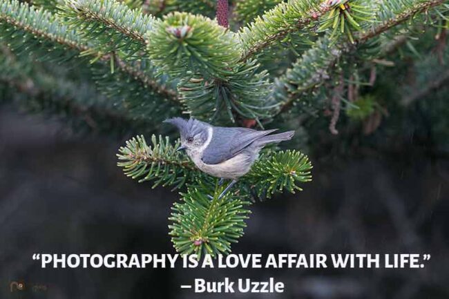 101 Best Nature Photography Quotes & Captions to Inspire You ...