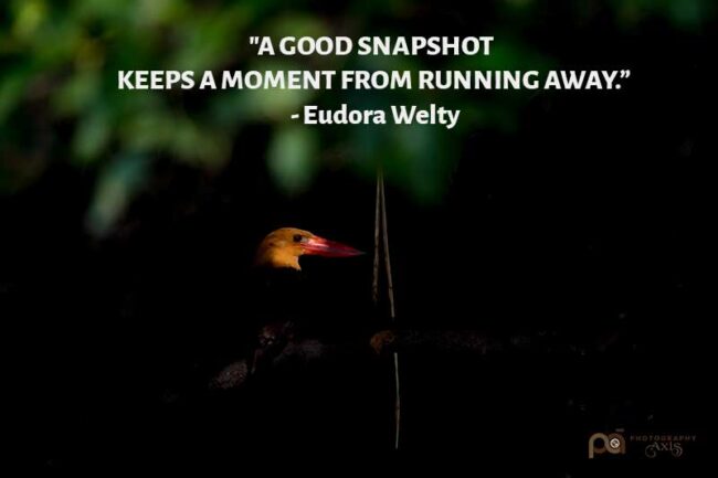 101 Best Nature Photography Quotes & Captions to Inspire You ...