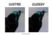 Lustre Vs Glossy- Which is Best for Photo Prints? - PhotographyAxis