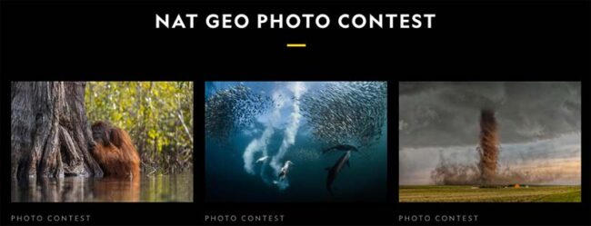 13 Best Wildlife Photography Competitions To Try in 2024 - PhotographyAxis