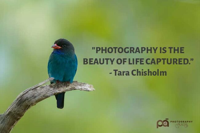 101 Best Nature Photography Quotes & Captions to Inspire You ...