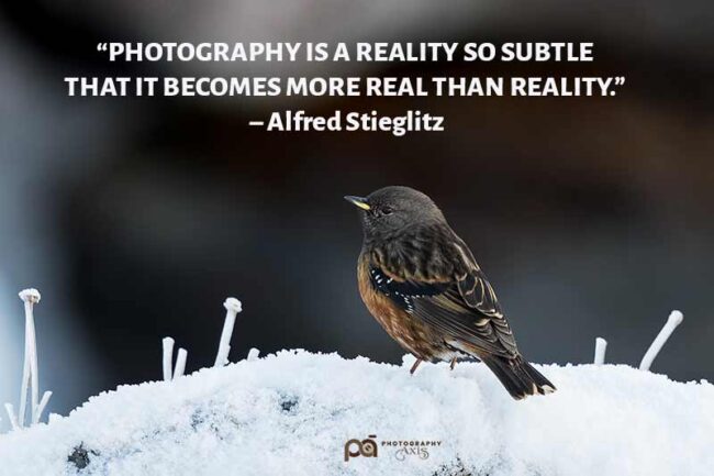 101 Best Nature Photography Quotes & Captions to Inspire You ...