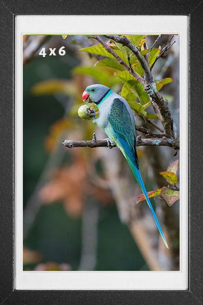4x6 Vs 5x7 Which Photo Size Is Best PhotographyAxis