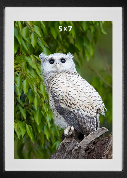 4x6 Vs 5x7 Which Photo Size Is Best PhotographyAxis