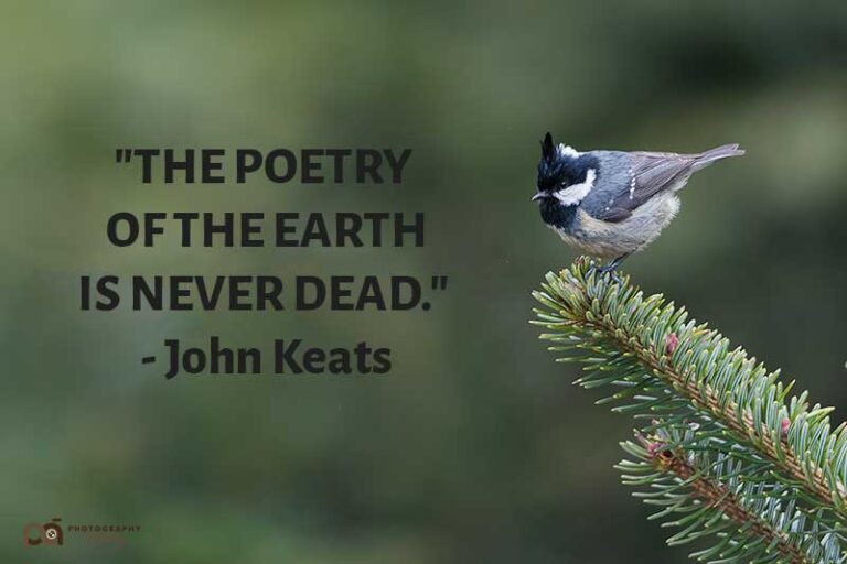 101 Best Nature Photography Quotes & Captions to Inspire You ...