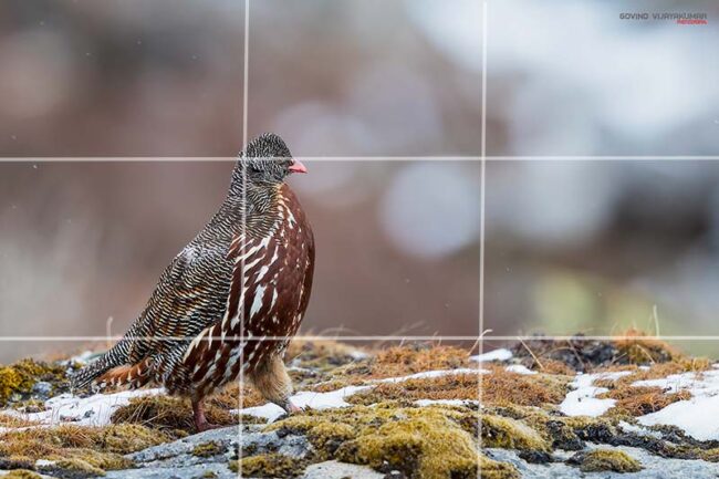 33 Photography Composition Techniques To Master| Complete Guide ...