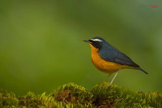 33 Best Bird Photography Tips for Stunning Bird Shots - PhotographyAxis