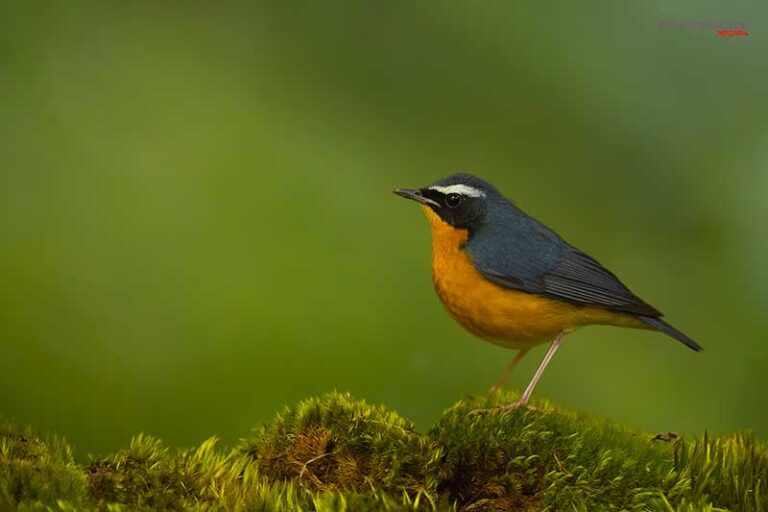 33 Best Bird Photography Tips for Stunning Bird Shots - PhotographyAxis