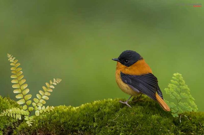 Selective Focus in Photography- How & When to Use It? - PhotographyAxis