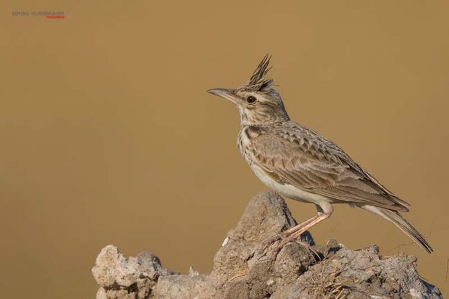 33 Photography Composition Techniques To Master| Complete Guide ...