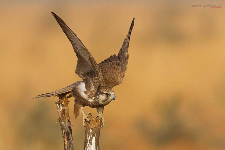 14 Best Bird Poses To Capture For Bird Photography - PhotographyAxis