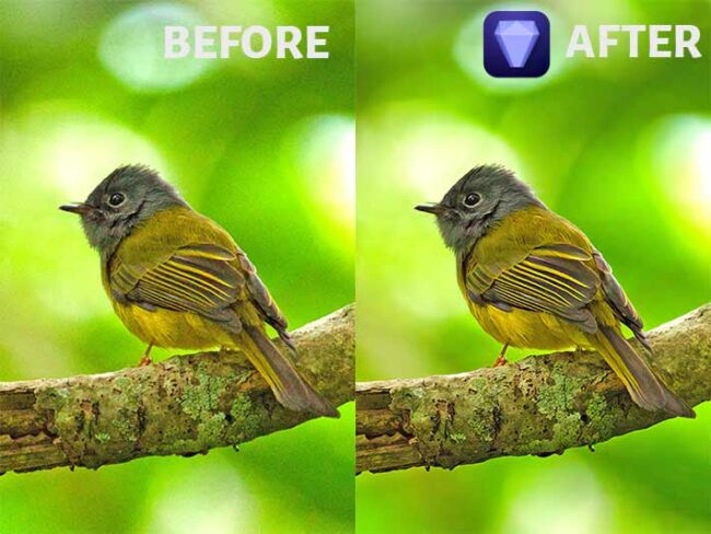 Topaz Photo AI Review with Before/After Images[2024] - PhotographyAxis