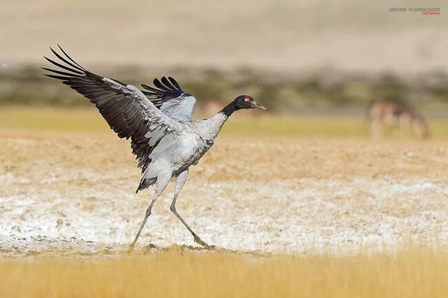 14 Best Bird Poses To Capture For Bird Photography - PhotographyAxis