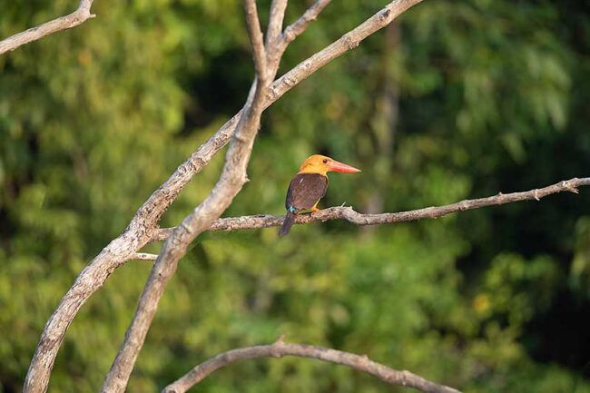 ZOOM in Photography (Optical & Digital) EXPLAINED - PhotographyAxis