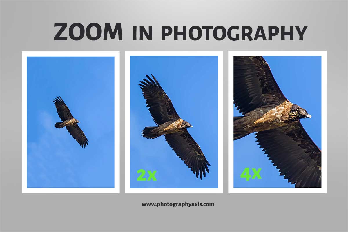Zoo Zoo Zoom Zoo Zoo Zoom