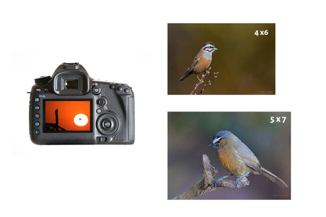 4x6-vs-5x7-which-photo-size-is-best-photographyaxis