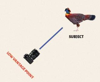 Vantage Point in Photography- How to Use +Types+Examples - PhotographyAxis