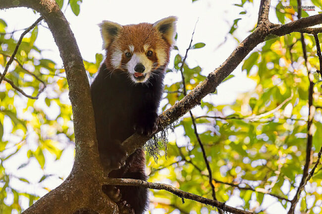 Photographing The Elusive Red Panda - PhotographyAxis